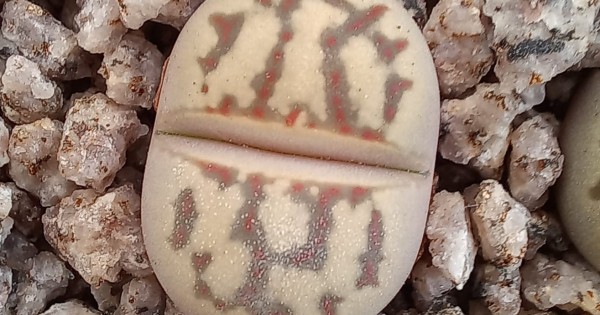 Lithops dorotheae