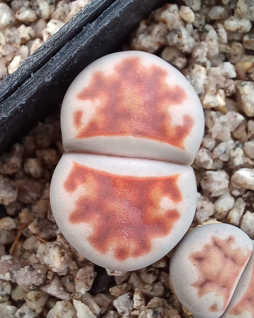 Lithops karasmontana ssp. karasmontana v. karasmontana 'Sumitatum', sel ...