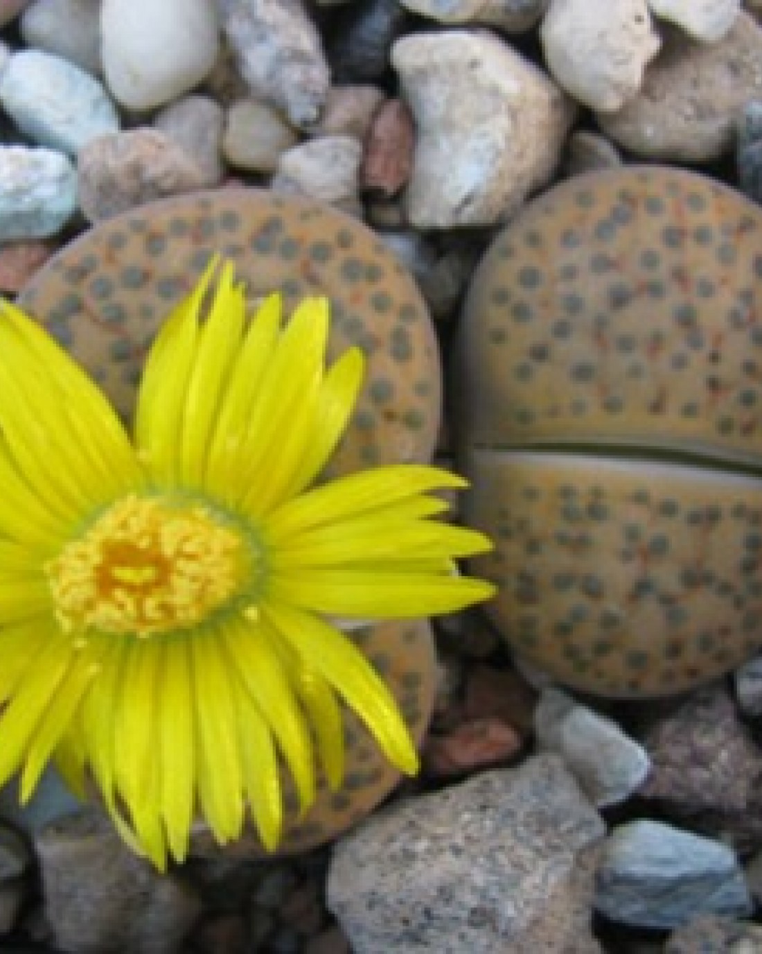 Lithops fulviceps v. fulviceps C266